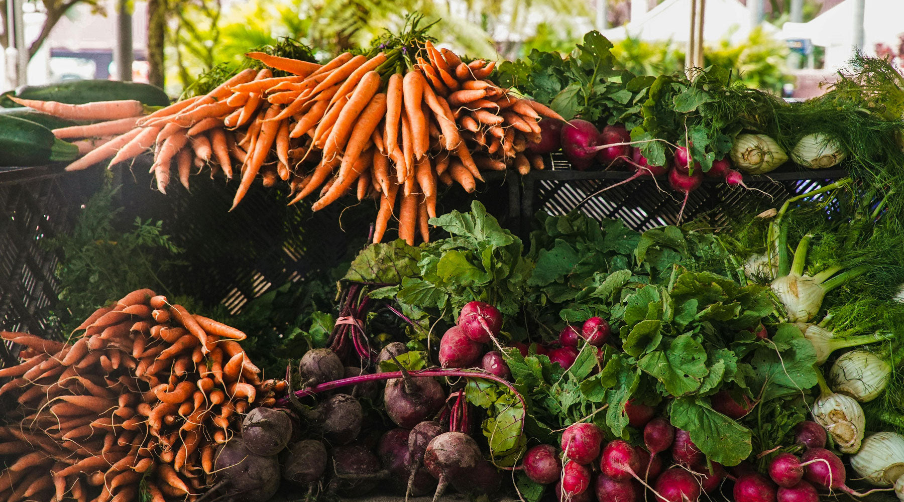 August Planting Guide: What to Sow Now for a Fall Harvest – Yard Butler