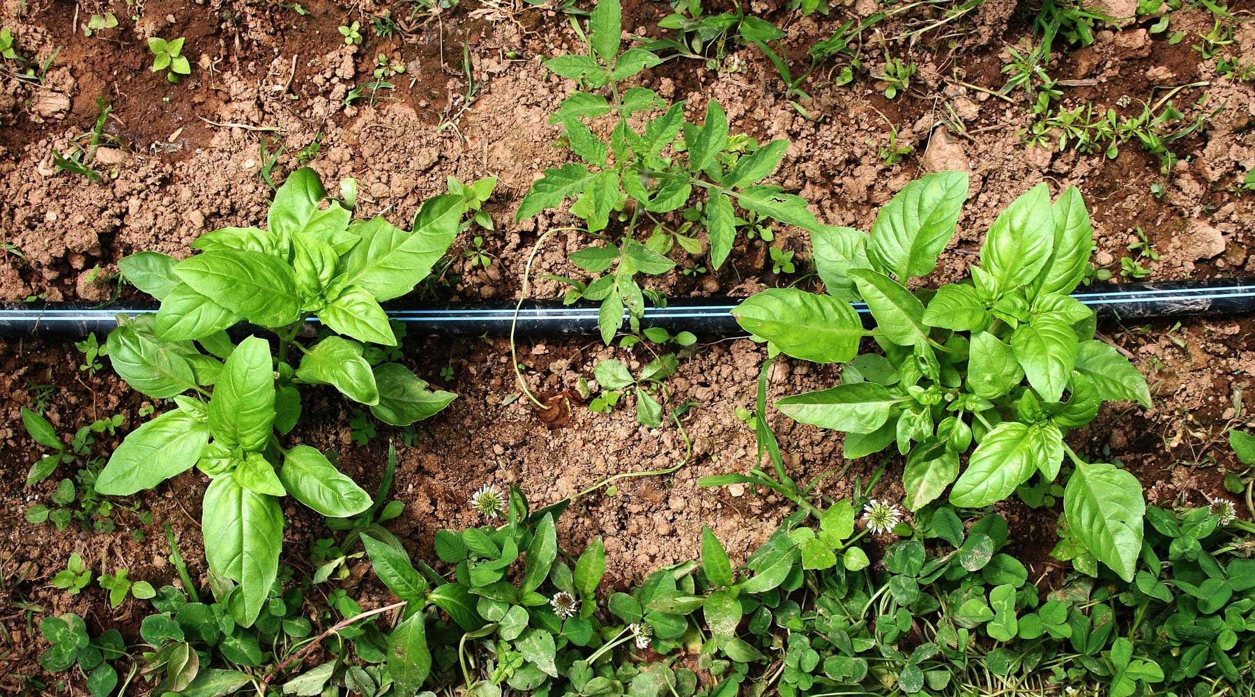 Natural Pest Control: How to Keep Spring Garden Pests Away Organically ...