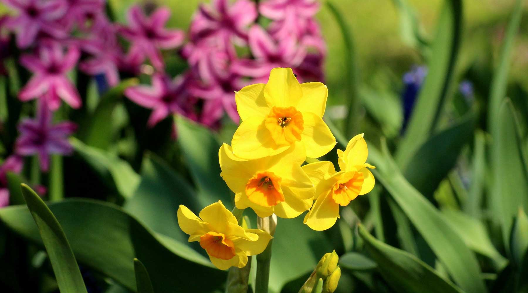 Fall Bulb Planting Guide: Tools and Tips for Success – Yard Butler