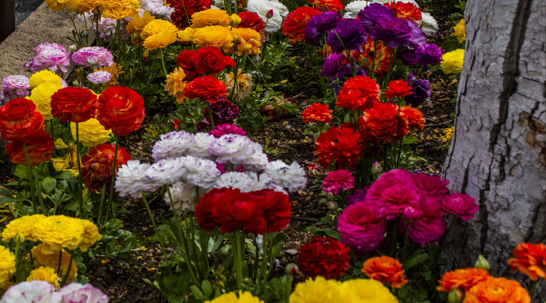 Flower Bulbs to Plant in Fall – Yard Butler