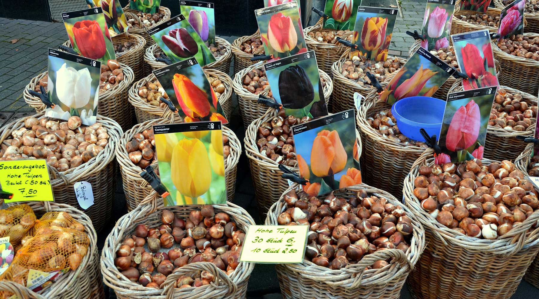 Best Bulbs to Plant in September for a Stunning Spring Display Yard Butler
