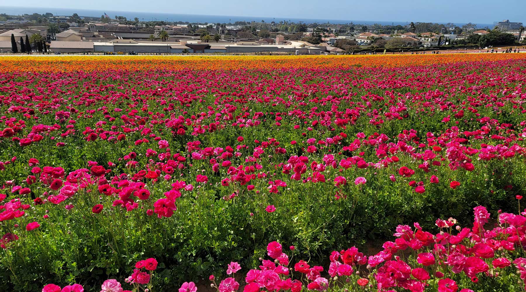 Flower Gardening for Beginners: What to Plant in March – Yard Butler